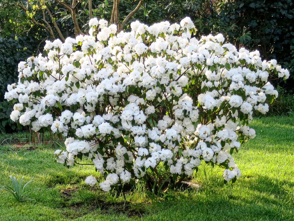 Rhododendron April Snow - Rhododendron dauricum April Snow günstig kaufen