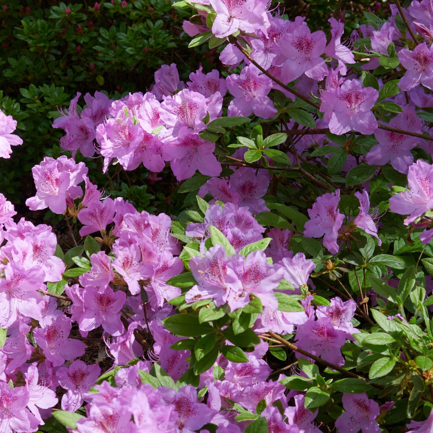 Japanische Azalee Ledikanense - Rhododendron obtusum Ledikanense ...