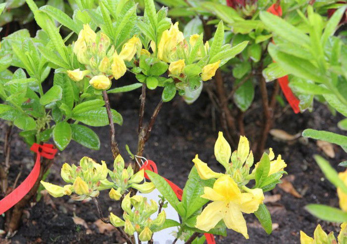 Sommergrüne Azalee Limetta - Rhododendron luteum Limetta günstig kaufen