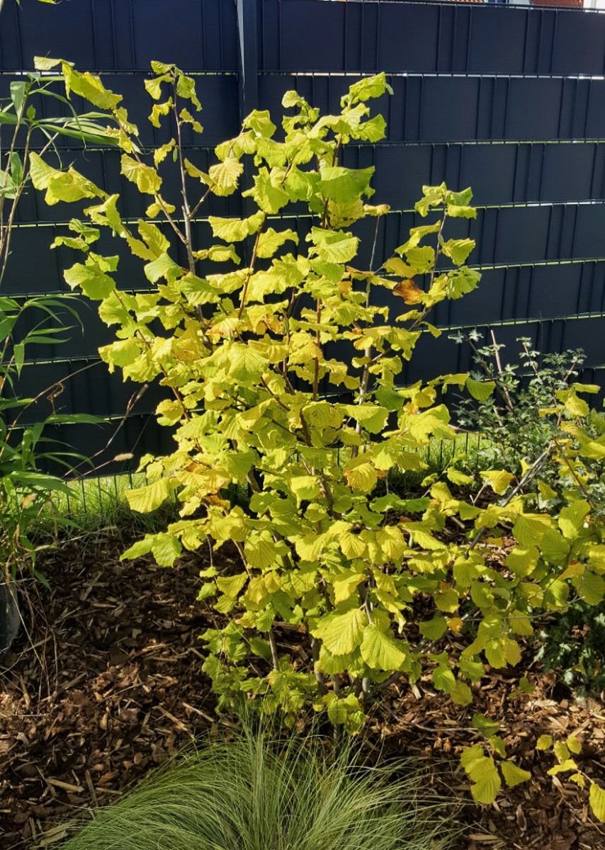 Haselnuss Cosford - Corylus avellana Cosford günstig kaufen