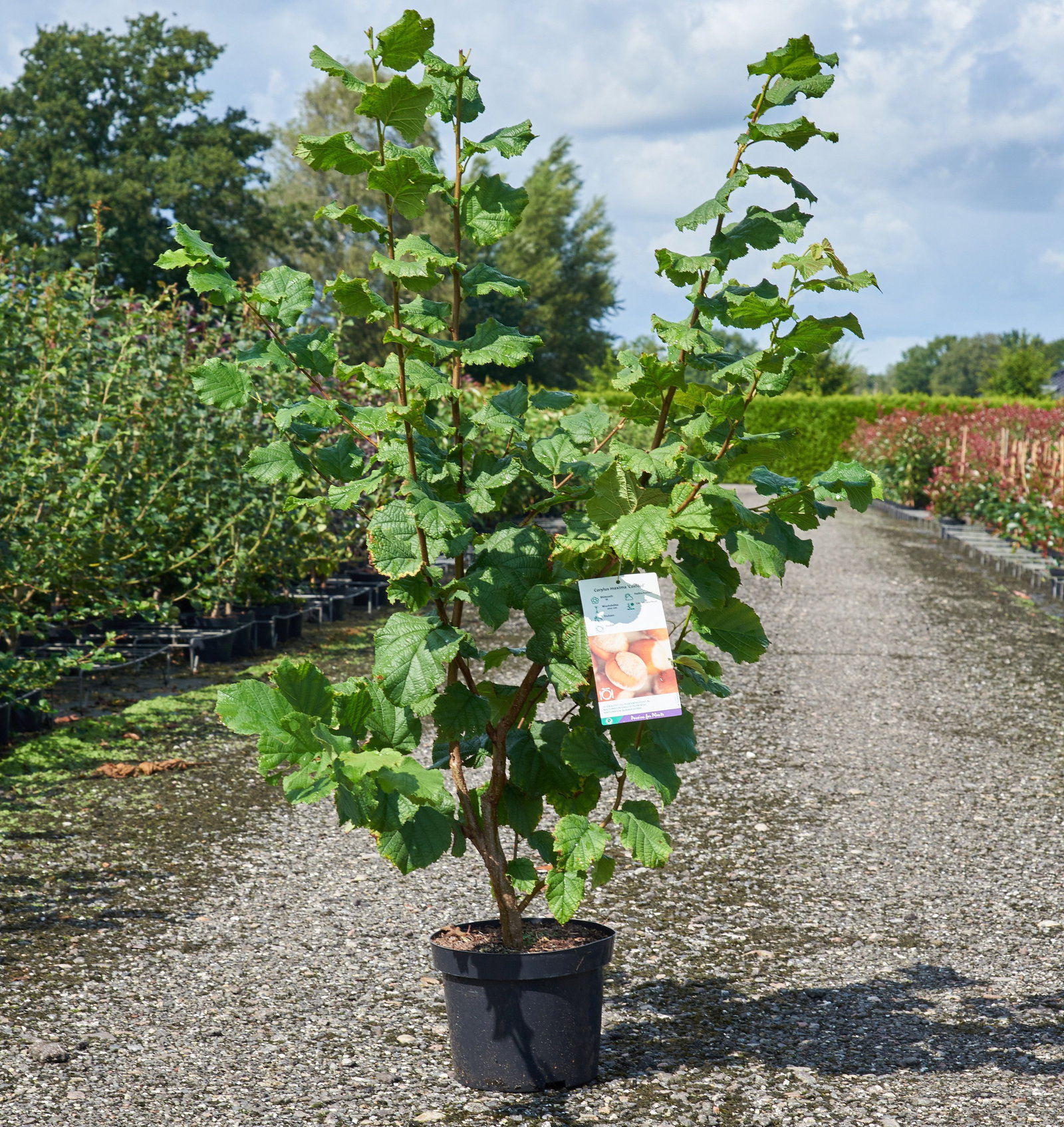 Haselnuss Cosford - Corylus avellana Cosford günstig kaufen