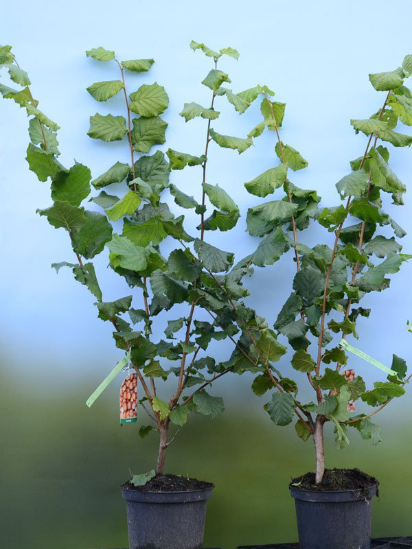 Haselnuss Cosford - Corylus avellana Cosford günstig kaufen