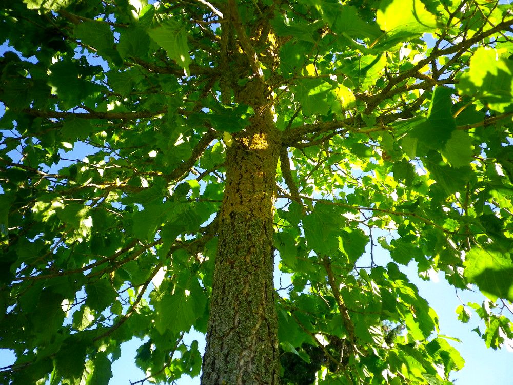 Baumhasel - Corylus colurna günstig kaufen