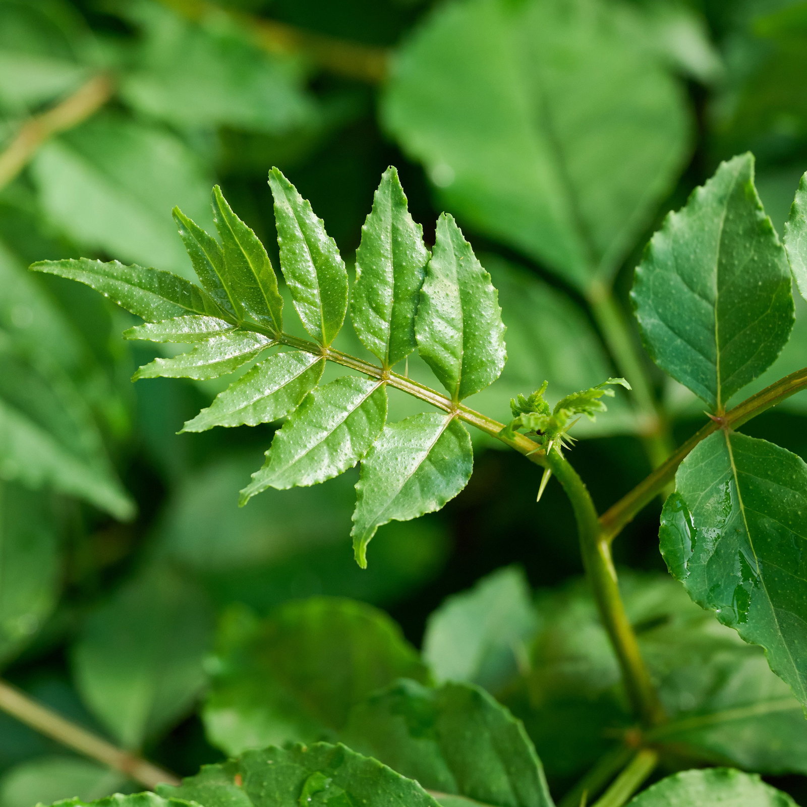 Szechuanpfeffer simulans - Zanthoxylum simulans günstig kaufen
