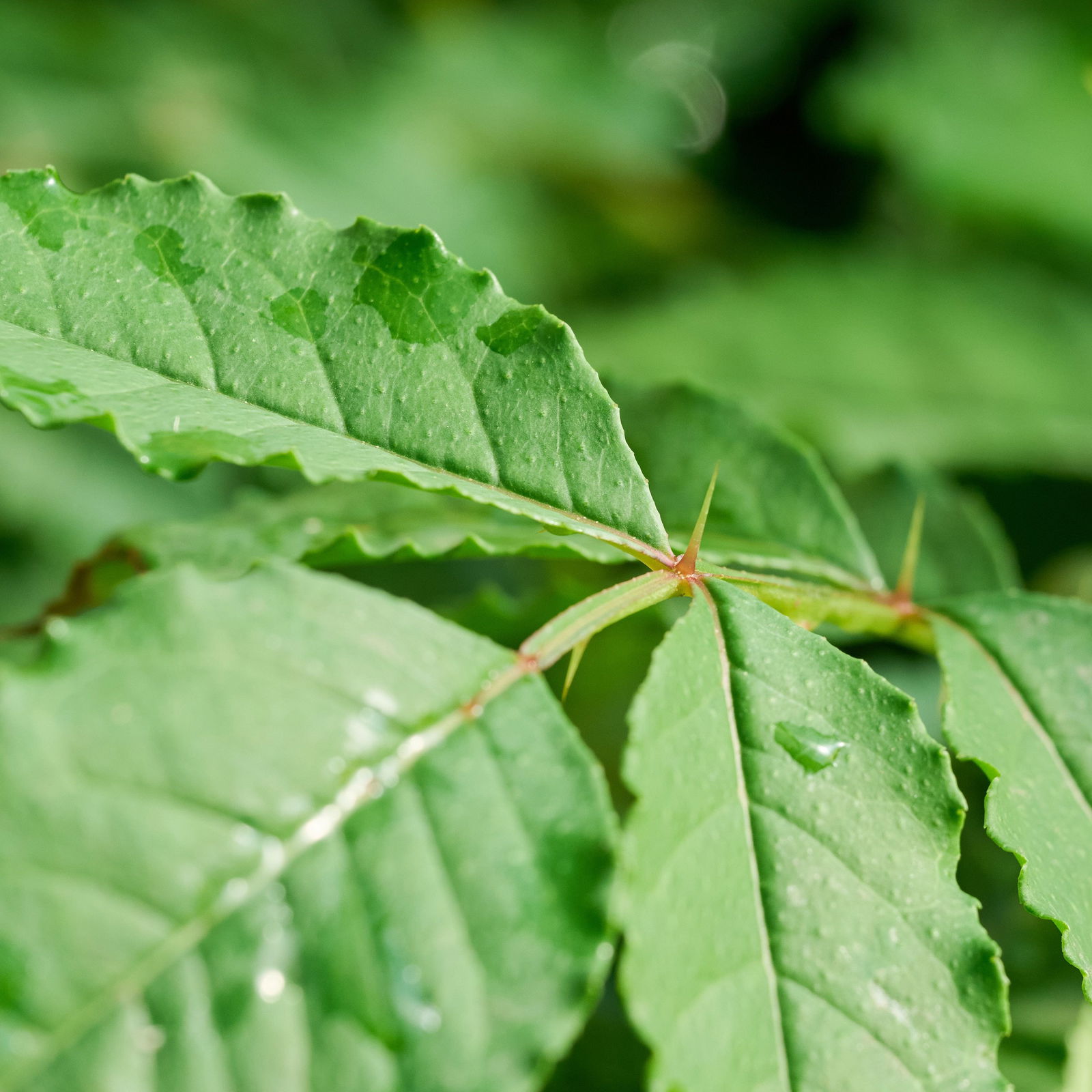Szechuanpfeffer simulans - Zanthoxylum simulans günstig kaufen