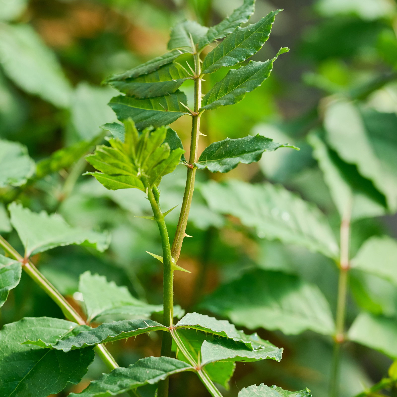 Szechuanpfeffer simulans - Zanthoxylum simulans günstig kaufen