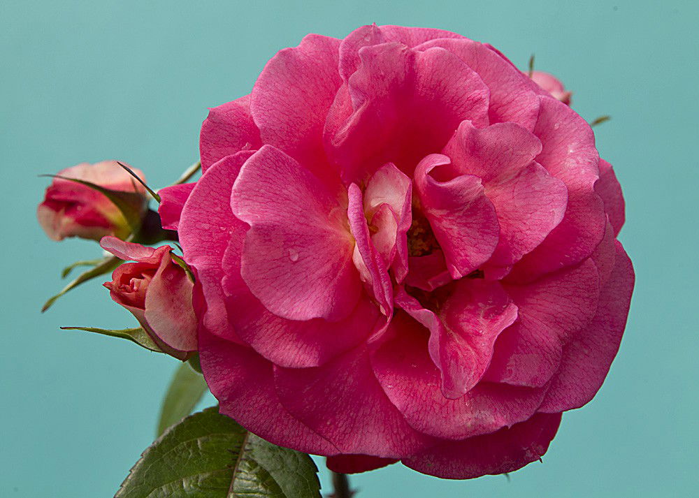 Kletterrose Shogun ® - Rosa Shogun ® günstig kaufen