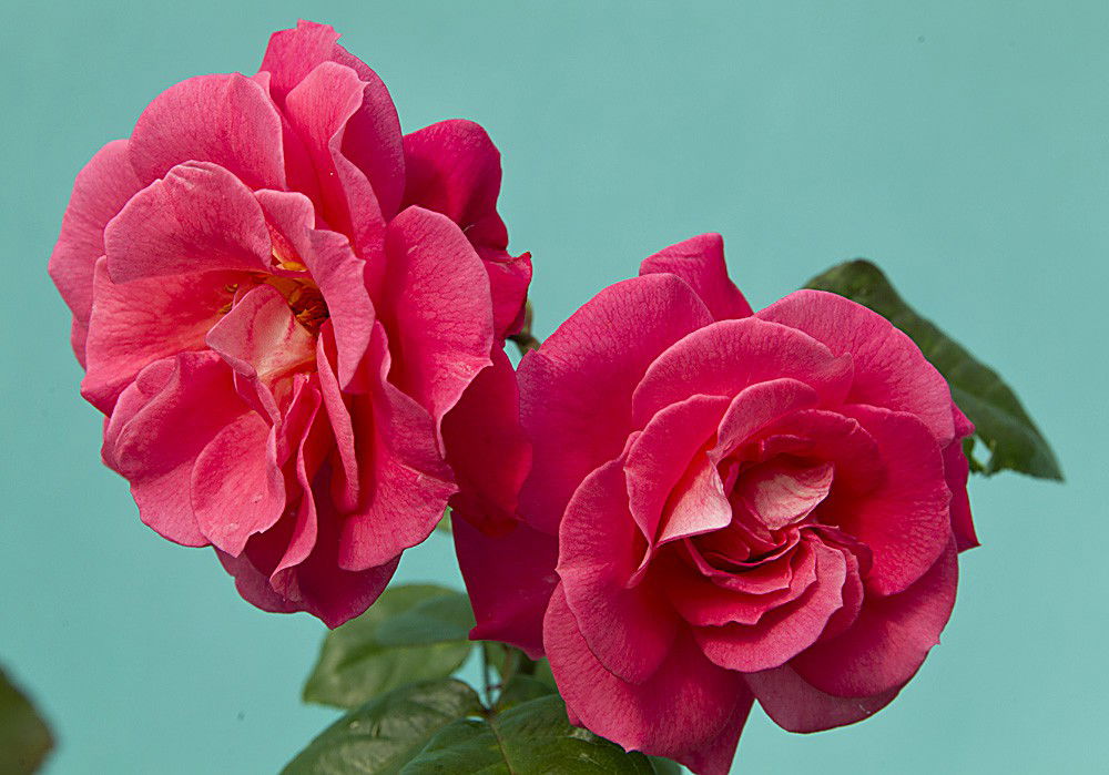 Kletterrose Shogun ® - Rosa Shogun ® günstig kaufen