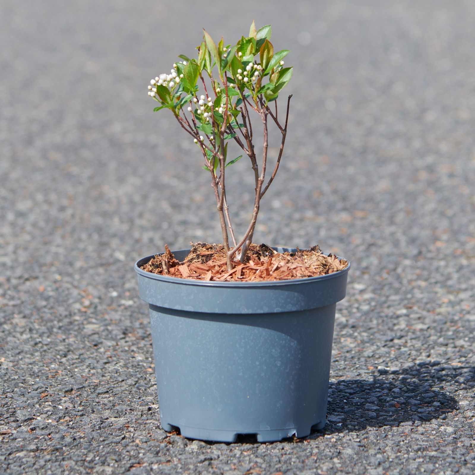 Apfelbeere Hugin - Aronia melanocarpa Hugin günstig kaufen