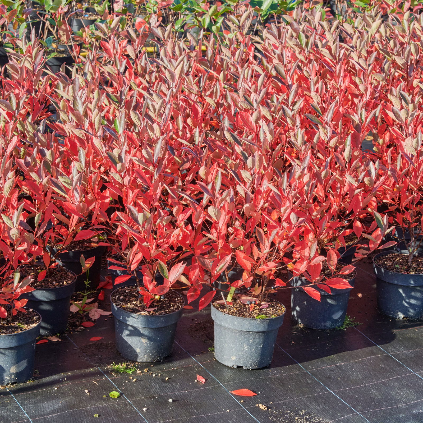 Apfelbeere Hugin - Aronia melanocarpa Hugin günstig kaufen