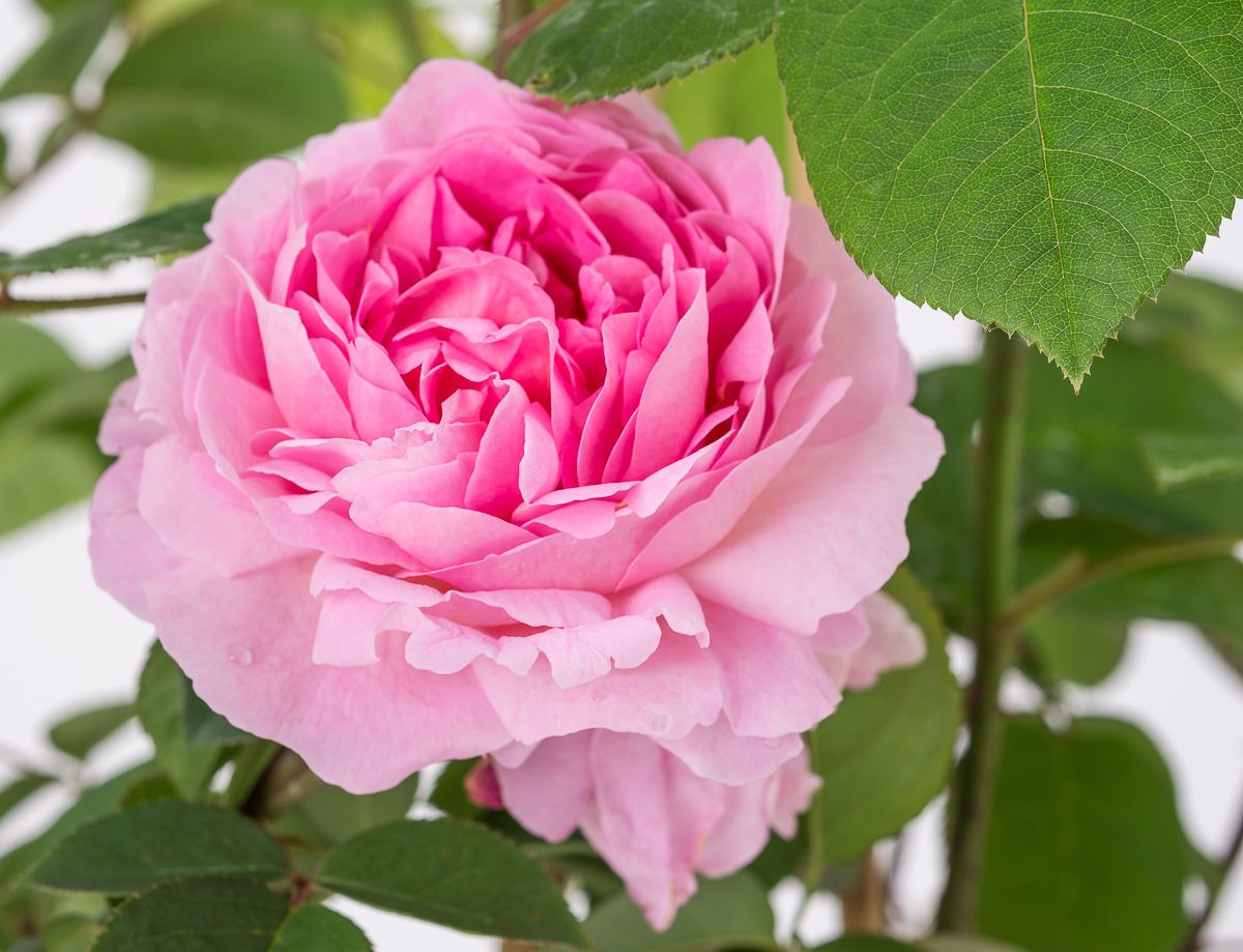 Englische Strauchrose Constance Spry - Rosa Constance Spry günstig kaufen