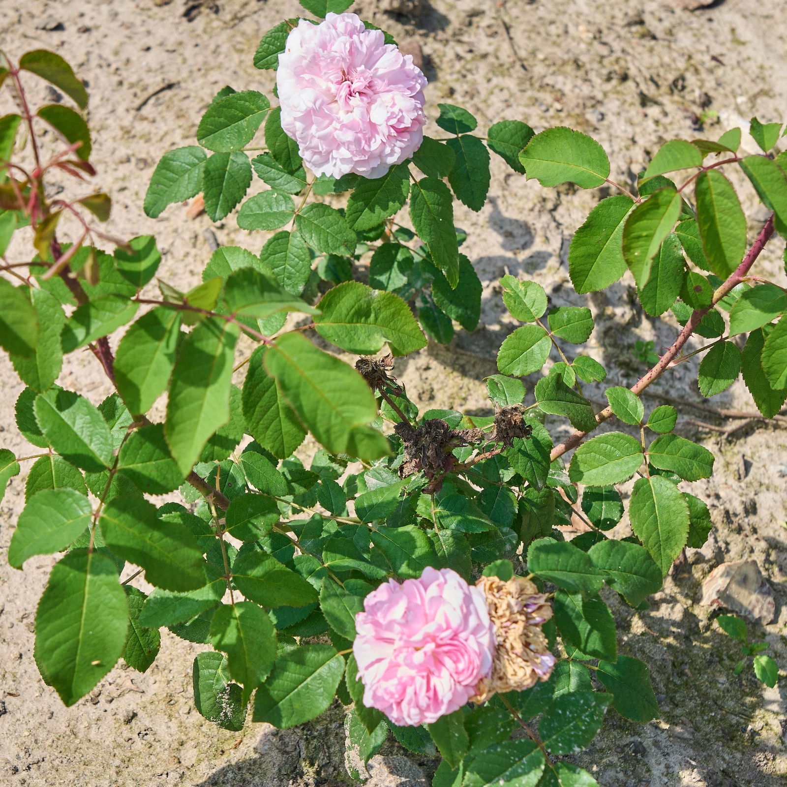 Rose Jacques Cartier - Rosa Jacques Cartier günstig kaufen