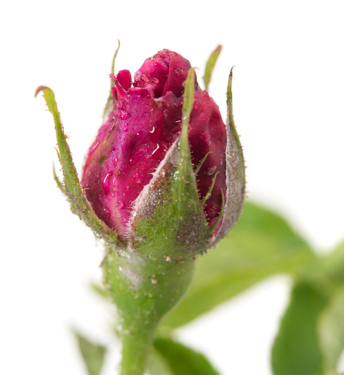 Strauchrose Rose du Roi a Fleurs Pourpres - Rosa Rose du Roi a Fleurs ...