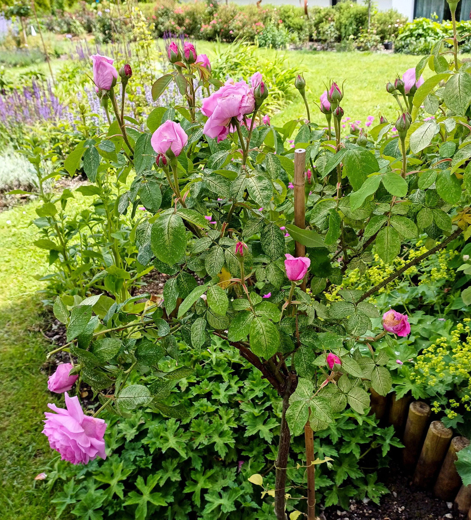 Rose Mme Knorr - Rosa Mme Knorr günstig kaufen