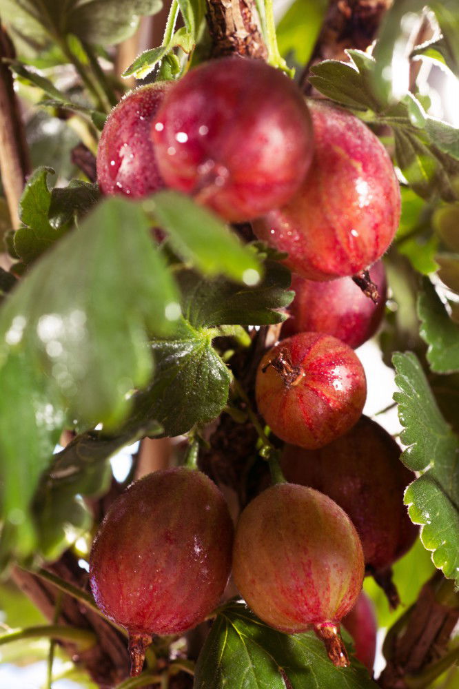 Schwarze Johannisbeere Titania - Ribes nigrum Titania günstig kaufen