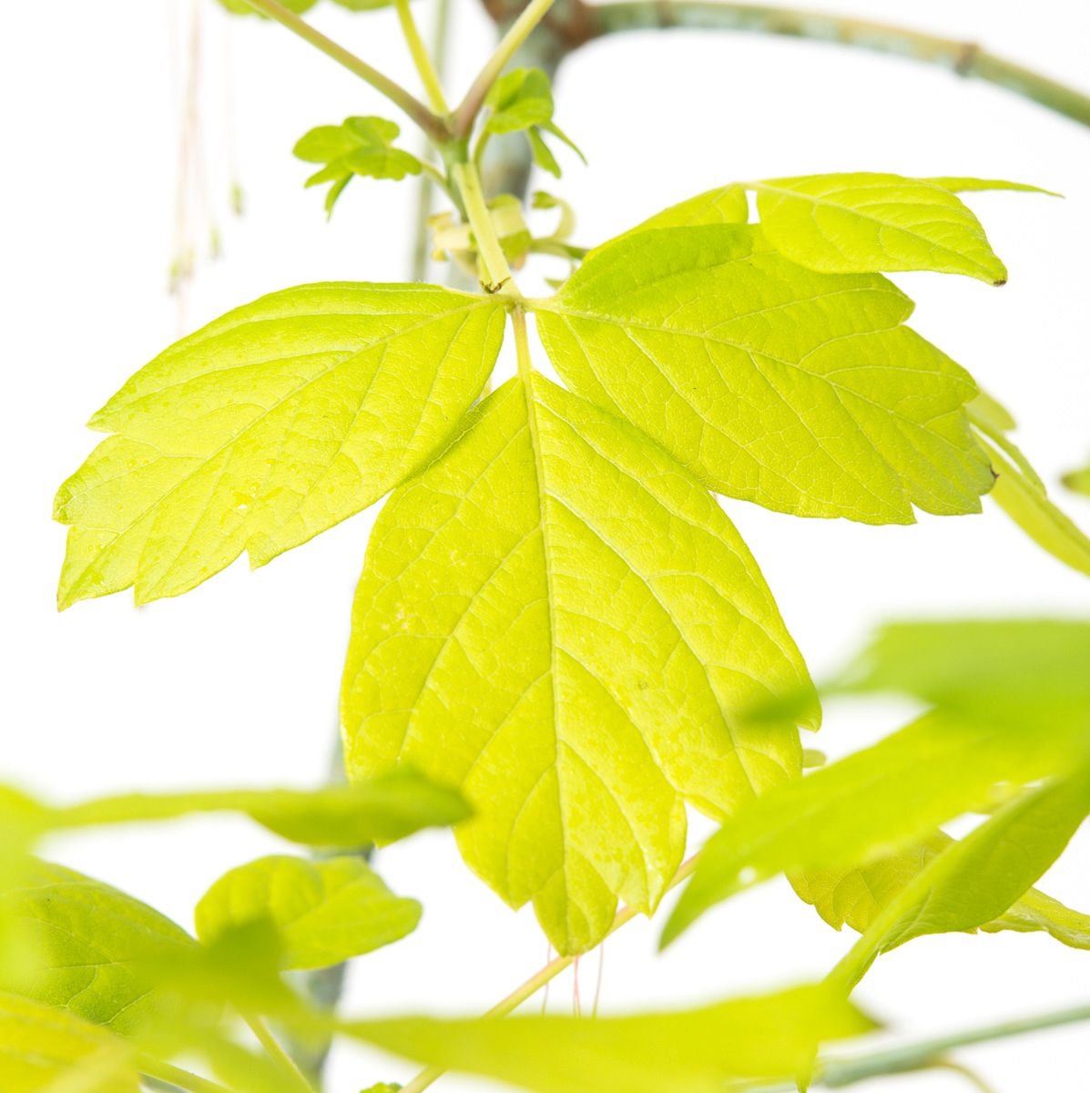 Gelber Eschenahorn Kellys Gold - Acer negundo Kellys Gold günstig kaufen