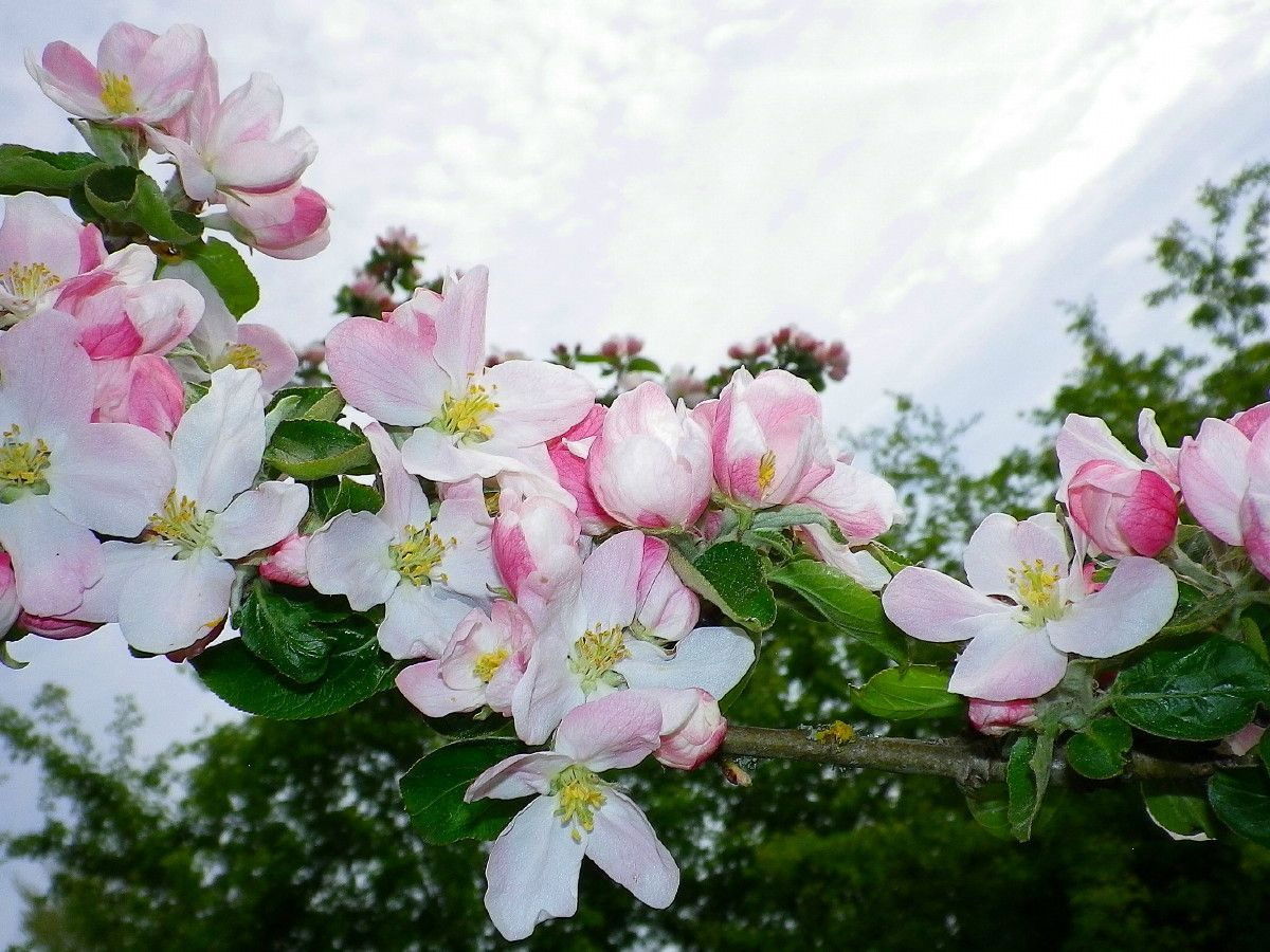 Apfel Winterzitronenapfel - Malus Winterzitronenapfel günstig kaufen