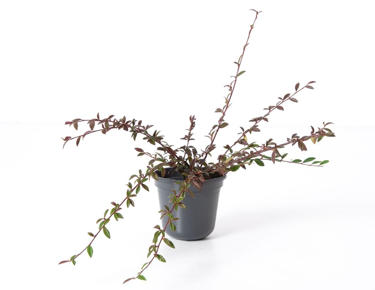Kriechmispel Repens - Cotoneaster salicifolius Repens günstig kaufen