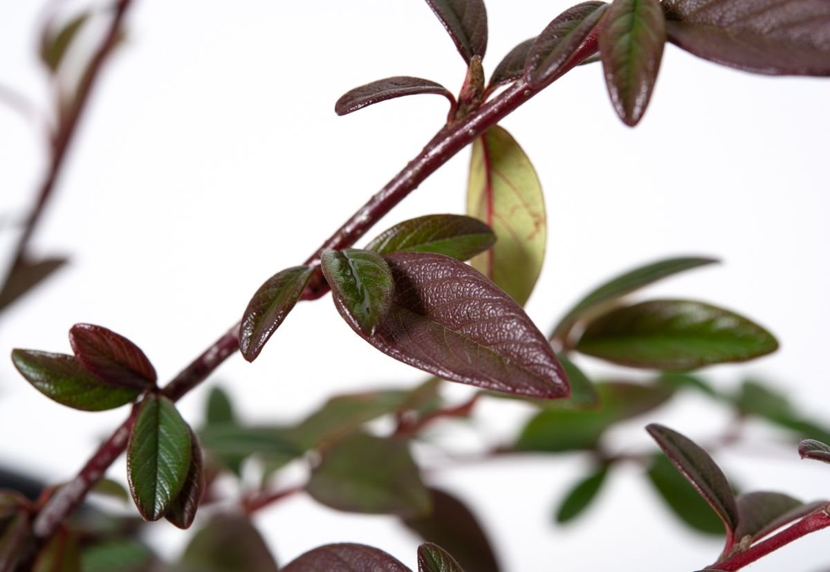 Kriechmispel Repens - Cotoneaster salicifolius Repens günstig kaufen