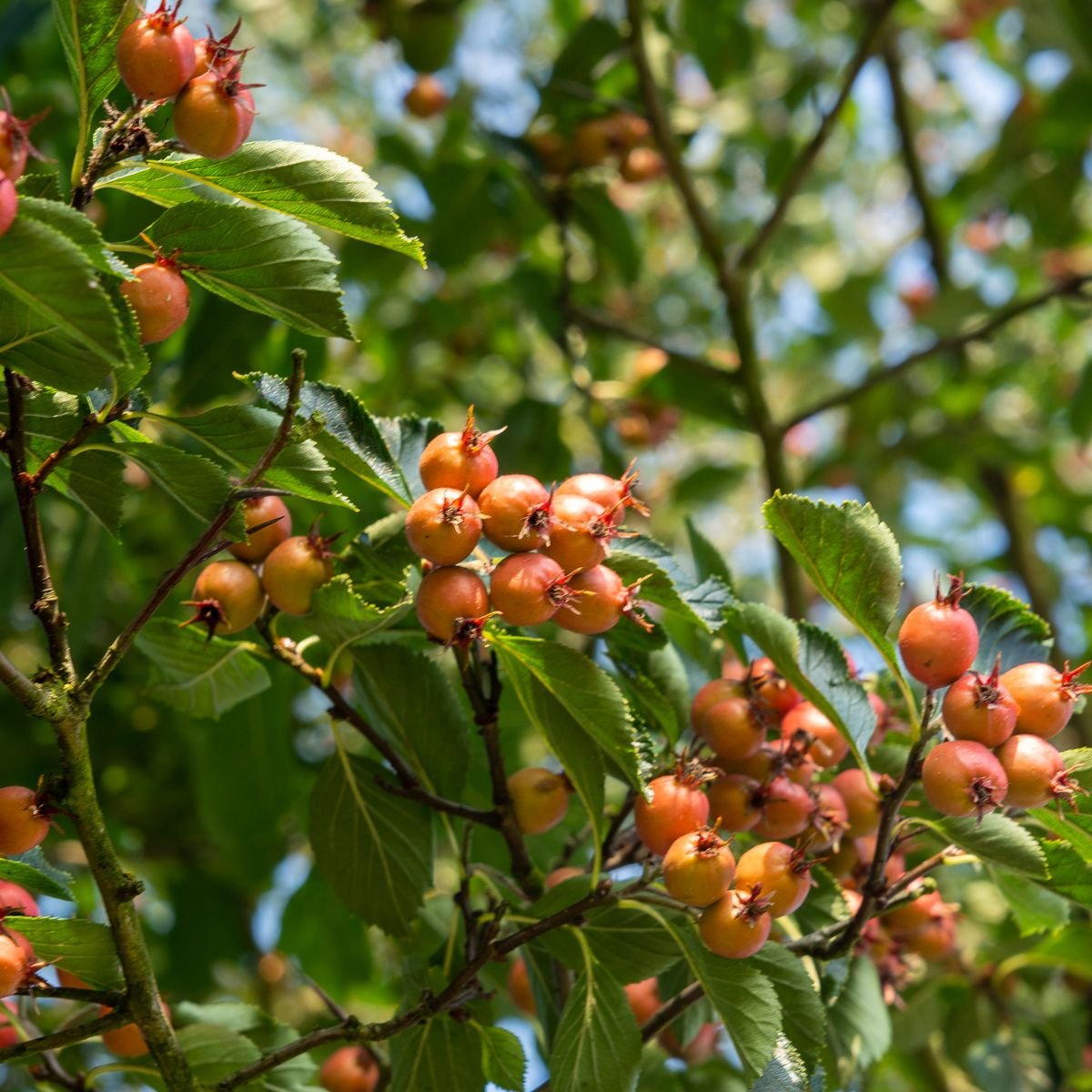 Scharlachdorn - Crataegus coccinea günstig kaufen