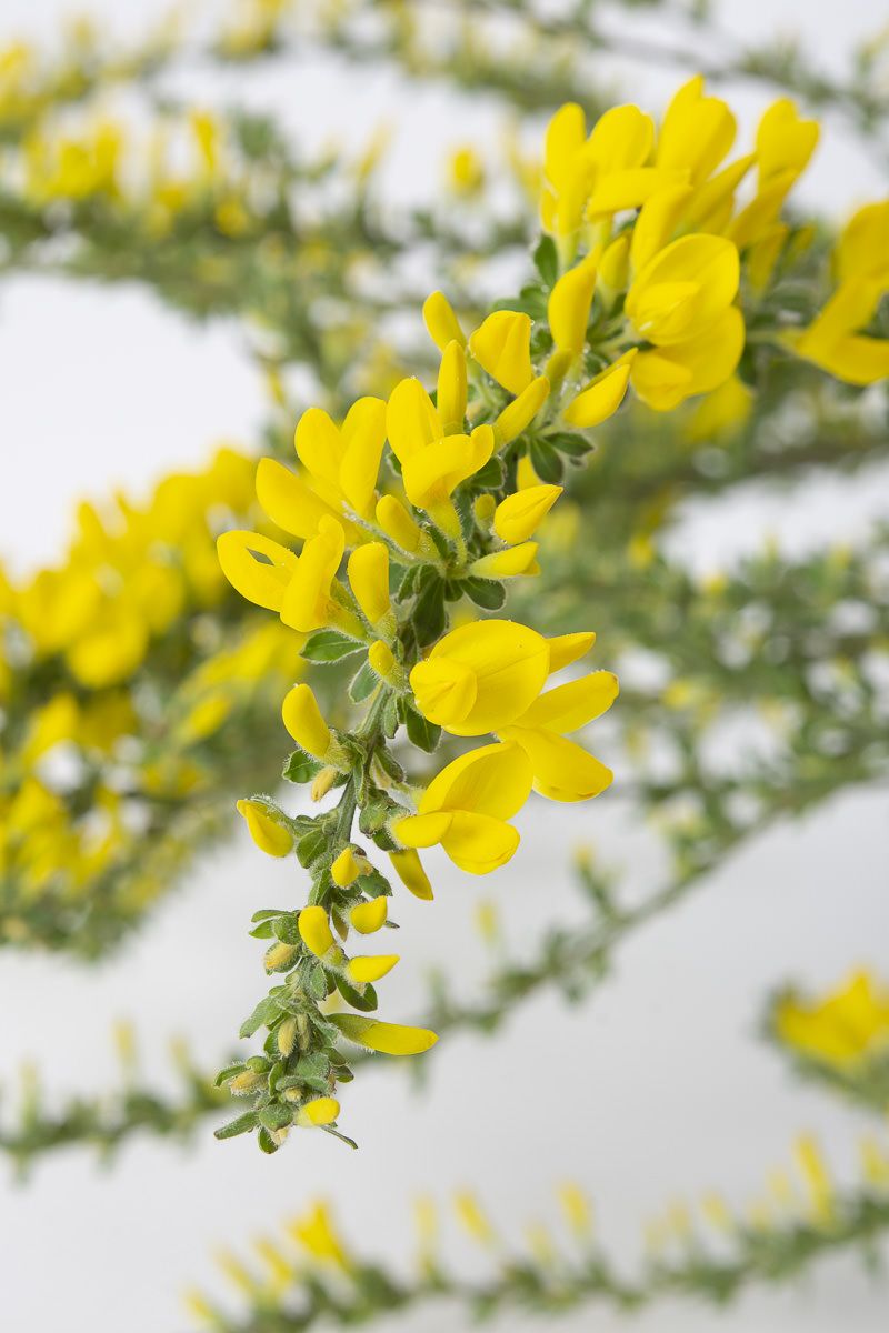 Edelginster Boskoop Ruby - Cytisus scoparius Boskoop Ruby günstig kaufen