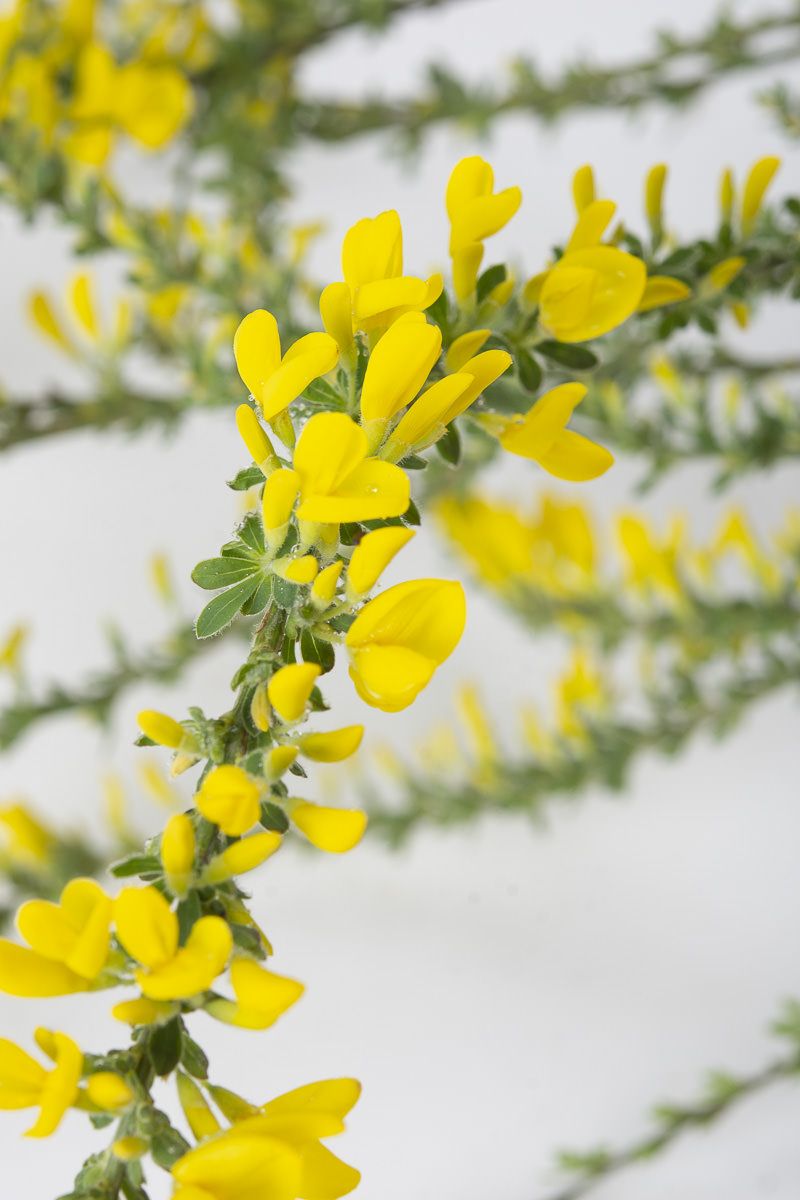 Kriechginster - Cytisus decumbens günstig kaufen