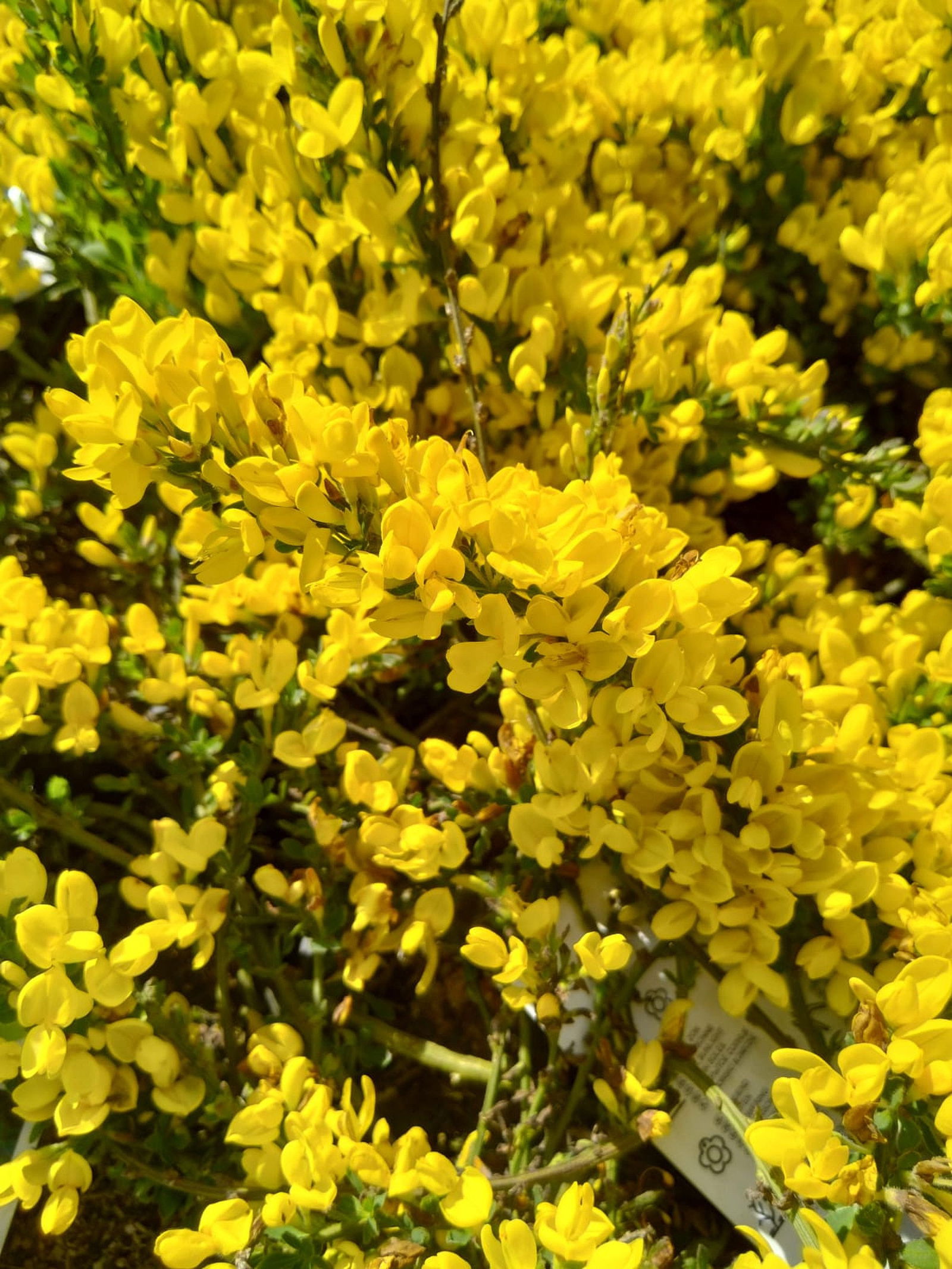 Kriechginster - Cytisus decumbens günstig kaufen