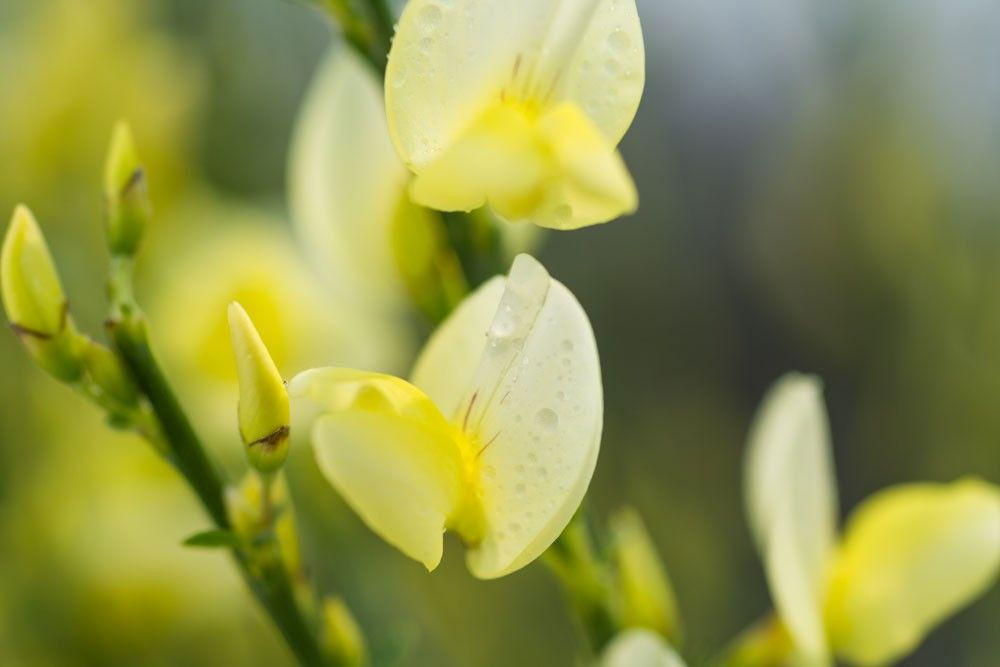 Edelginster Boskoop Ruby - Cytisus scoparius Boskoop Ruby günstig kaufen