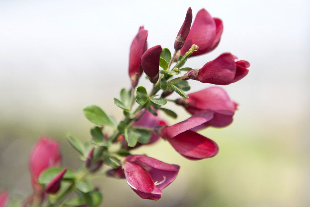 Edelginster Boskoop Ruby - Cytisus scoparius Boskoop Ruby günstig kaufen