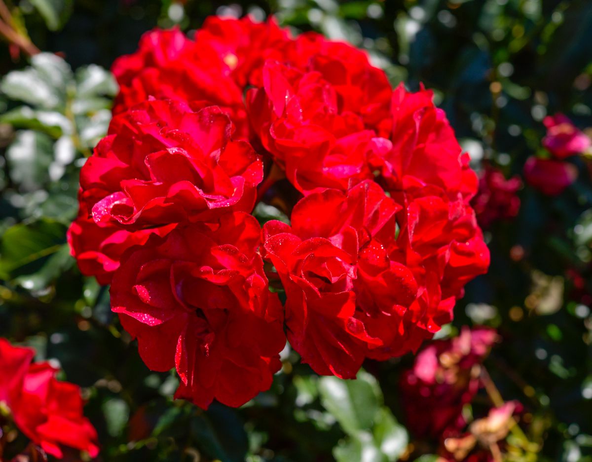 Rose Rotilia ® - Rosa Rotilia ® günstig kaufen