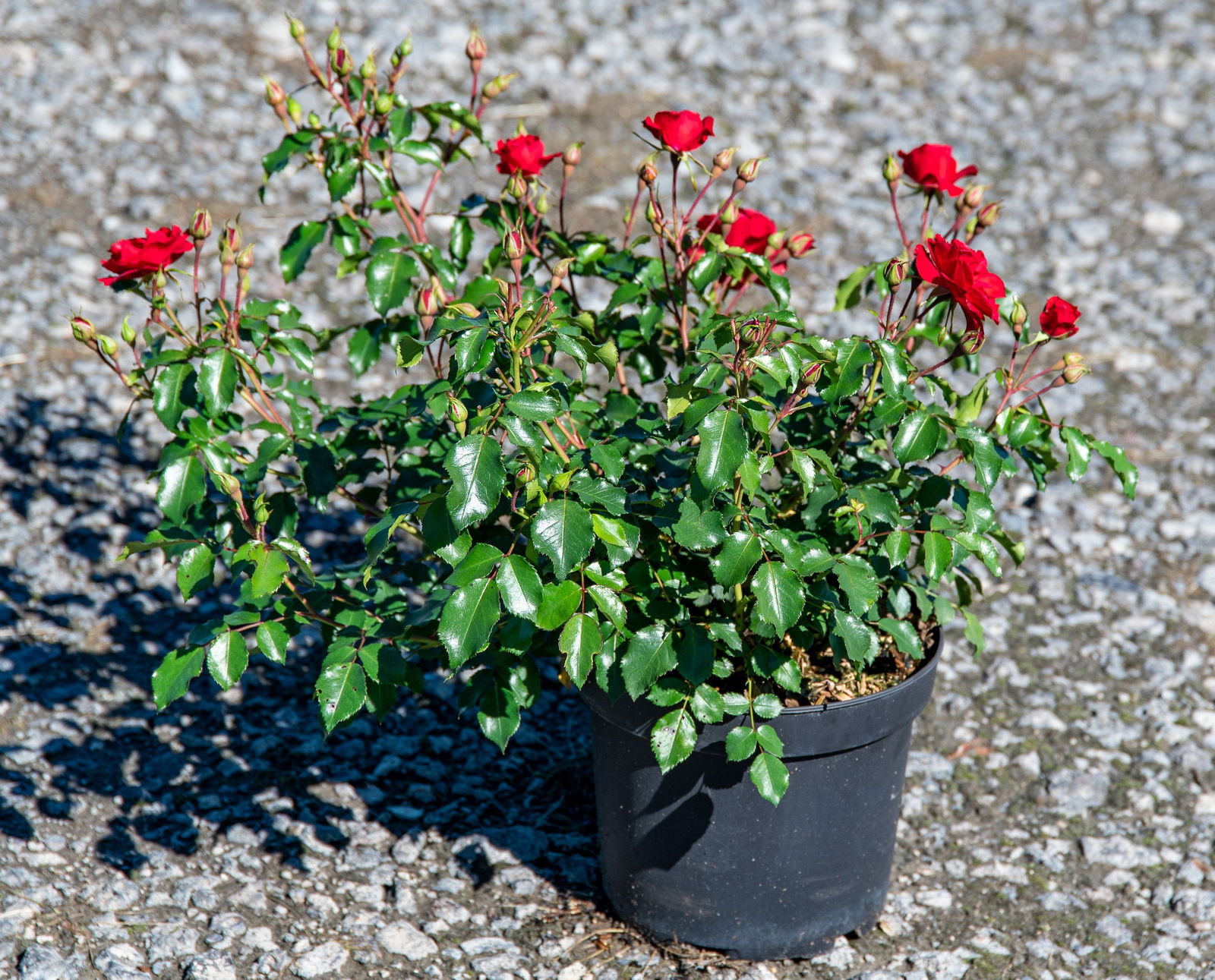 Rose Rotilia ® - Rosa Rotilia ® günstig kaufen