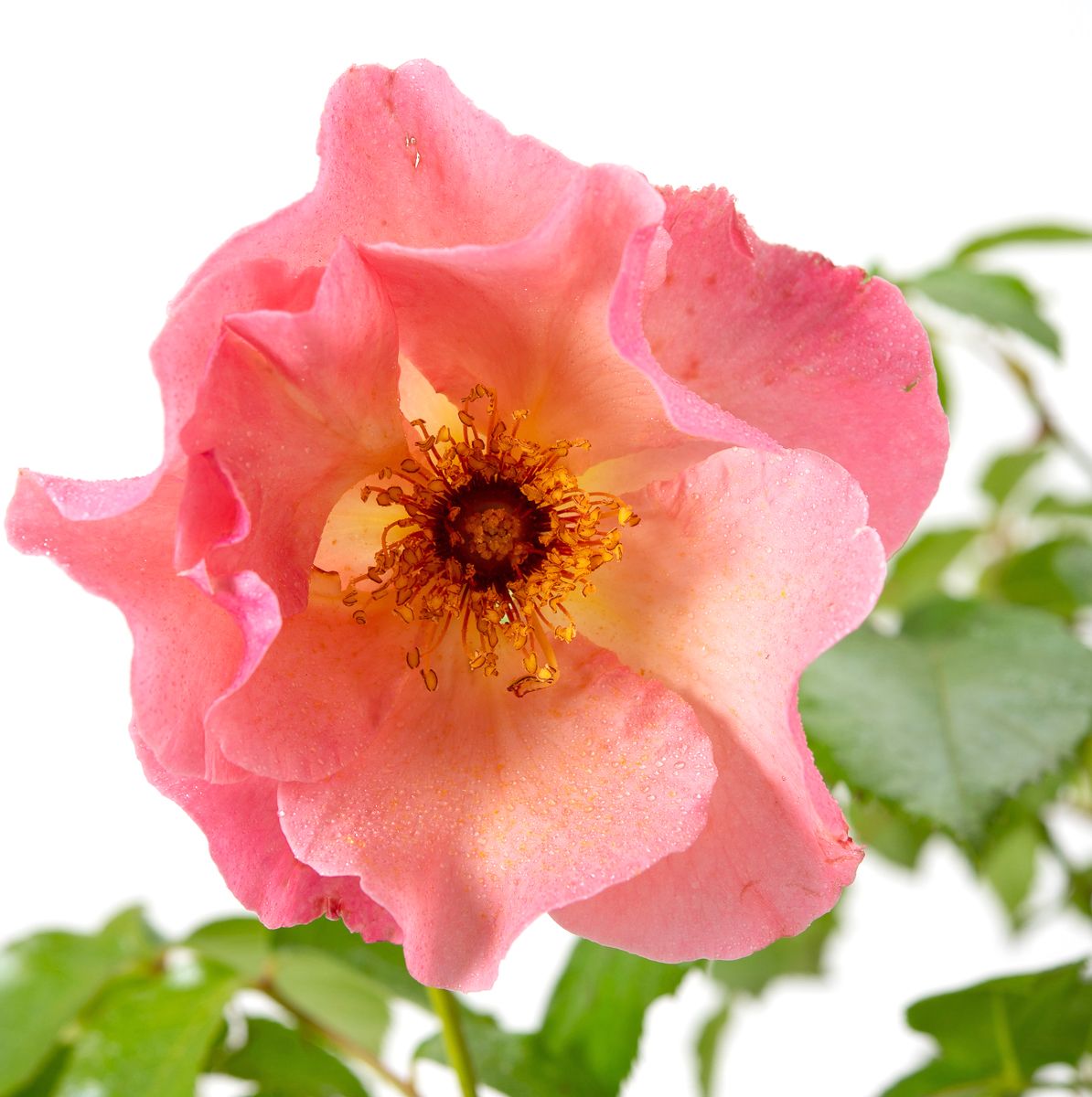 Kletterrose Summer Wine - Rosa Summer Wine günstig kaufen