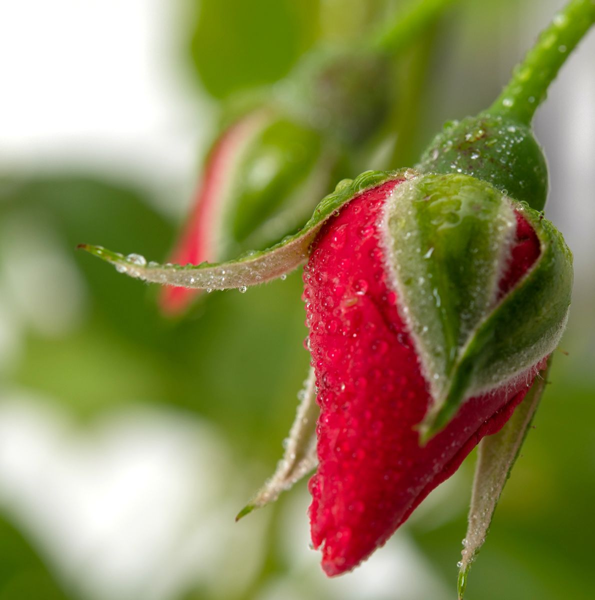 Kletterrose Summer Wine - Rosa Summer Wine günstig kaufen