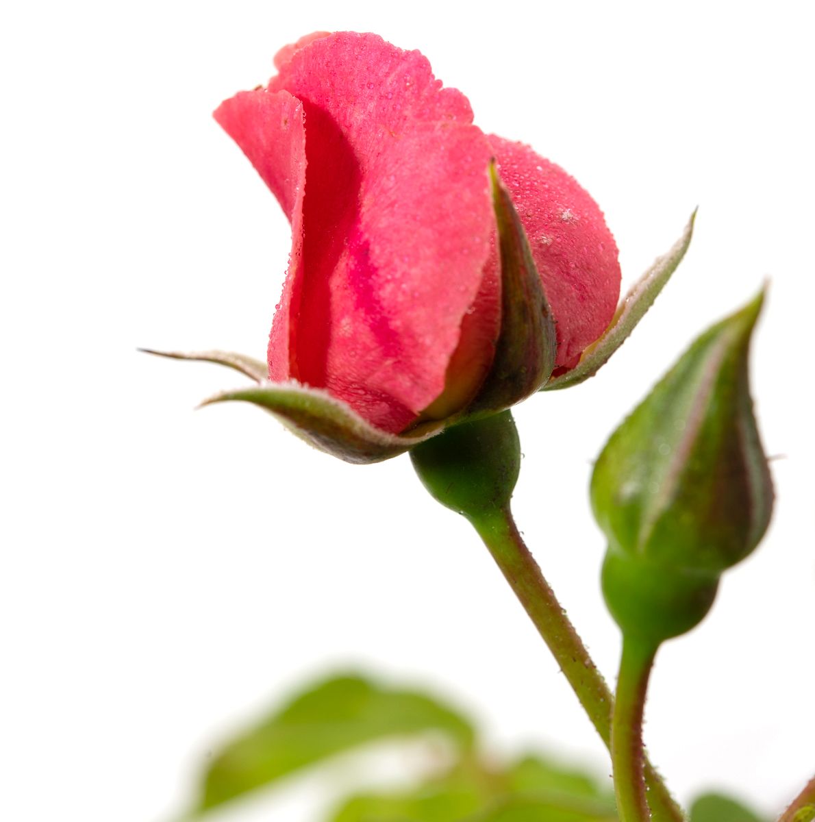 Kletterrose Summer Wine - Rosa Summer Wine günstig kaufen