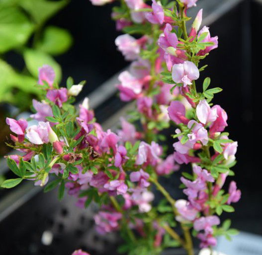 Edelginster Boskoop Ruby - Cytisus scoparius Boskoop Ruby günstig kaufen