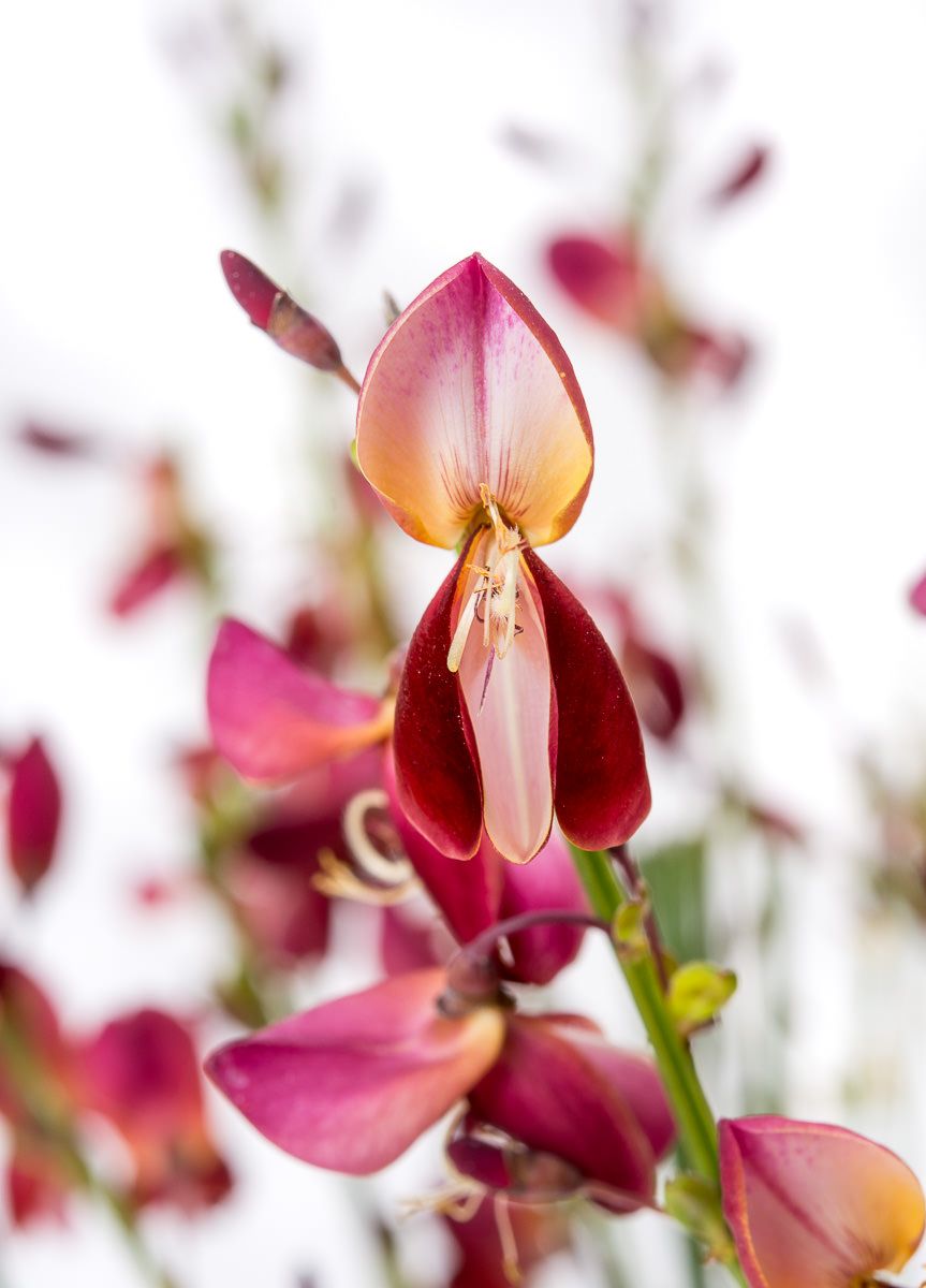 Edelginster Boskoop Ruby - Cytisus scoparius Boskoop Ruby günstig kaufen