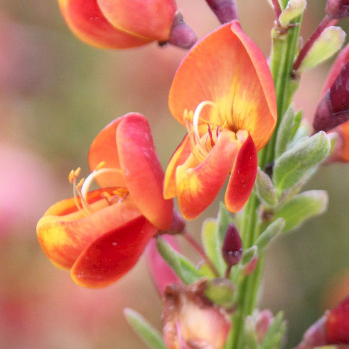 Edelginster Boskoop Ruby - Cytisus scoparius Boskoop Ruby günstig kaufen