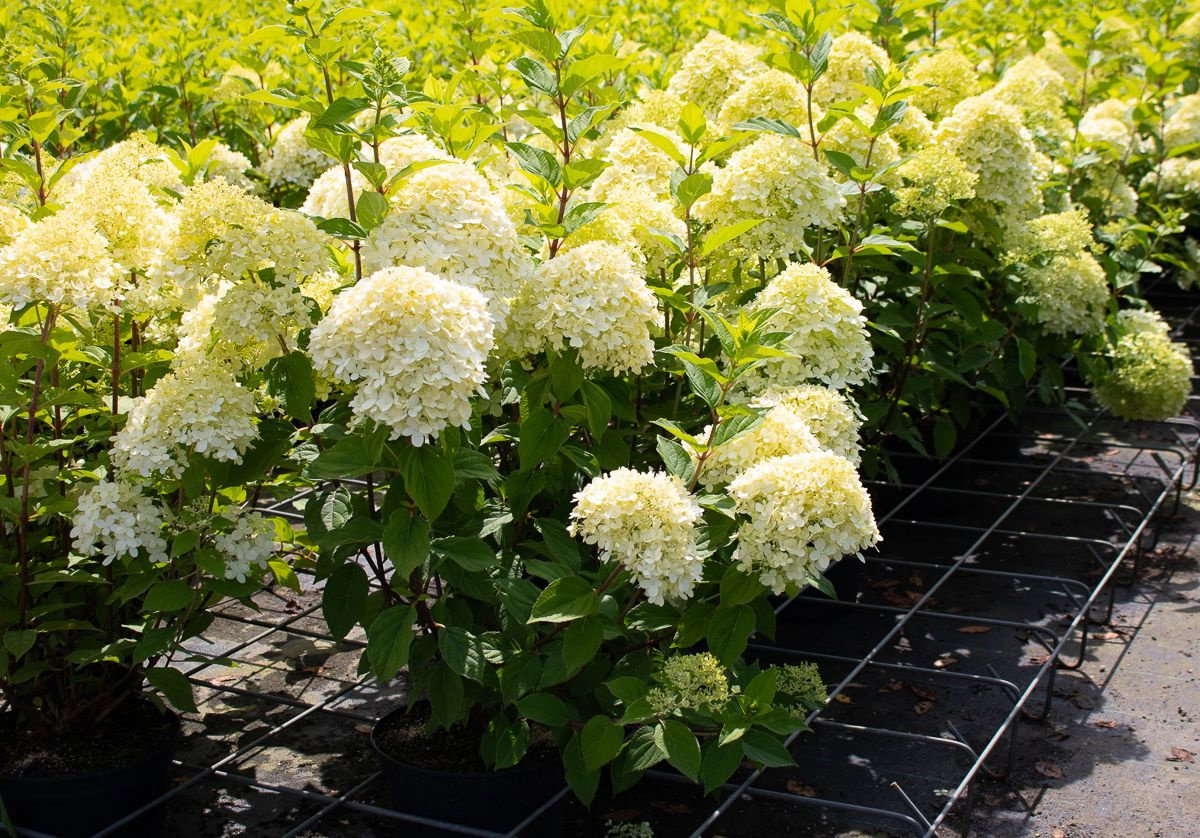 Rispenhortensie Limelight - Hydrangea paniculata Limelight günstig kaufen