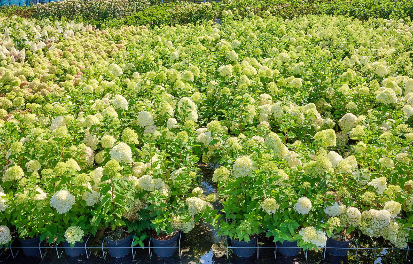 Rispenhortensie Limelight - Hydrangea paniculata Limelight günstig kaufen