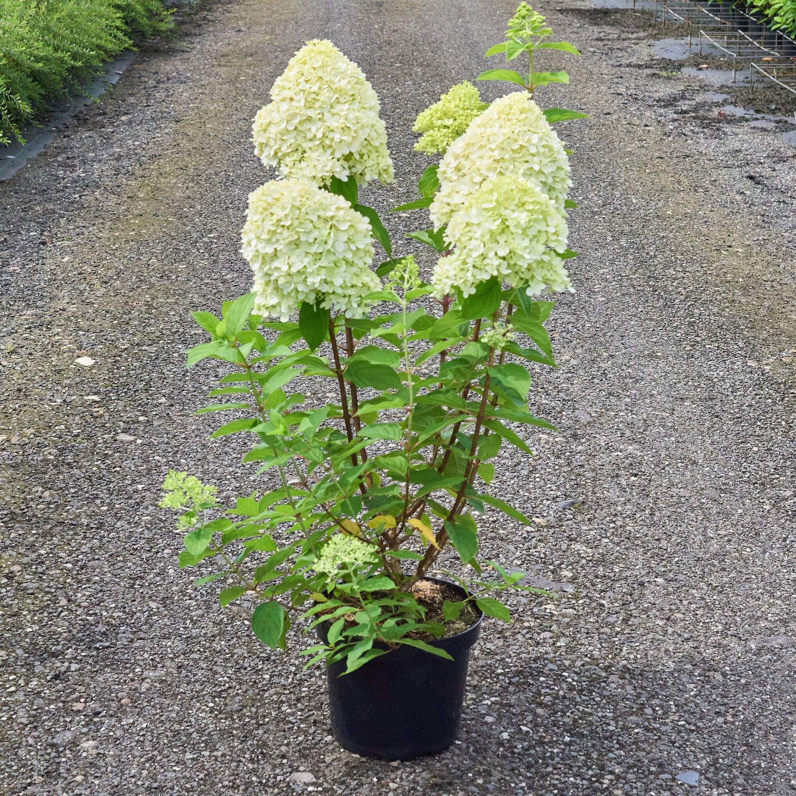 Rispenhortensie Limelight - Hydrangea paniculata Limelight günstig kaufen