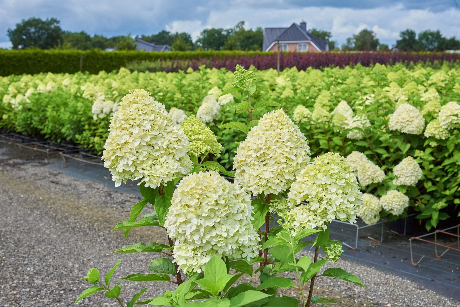 Rispenhortensie Limelight - Hydrangea paniculata Limelight günstig kaufen