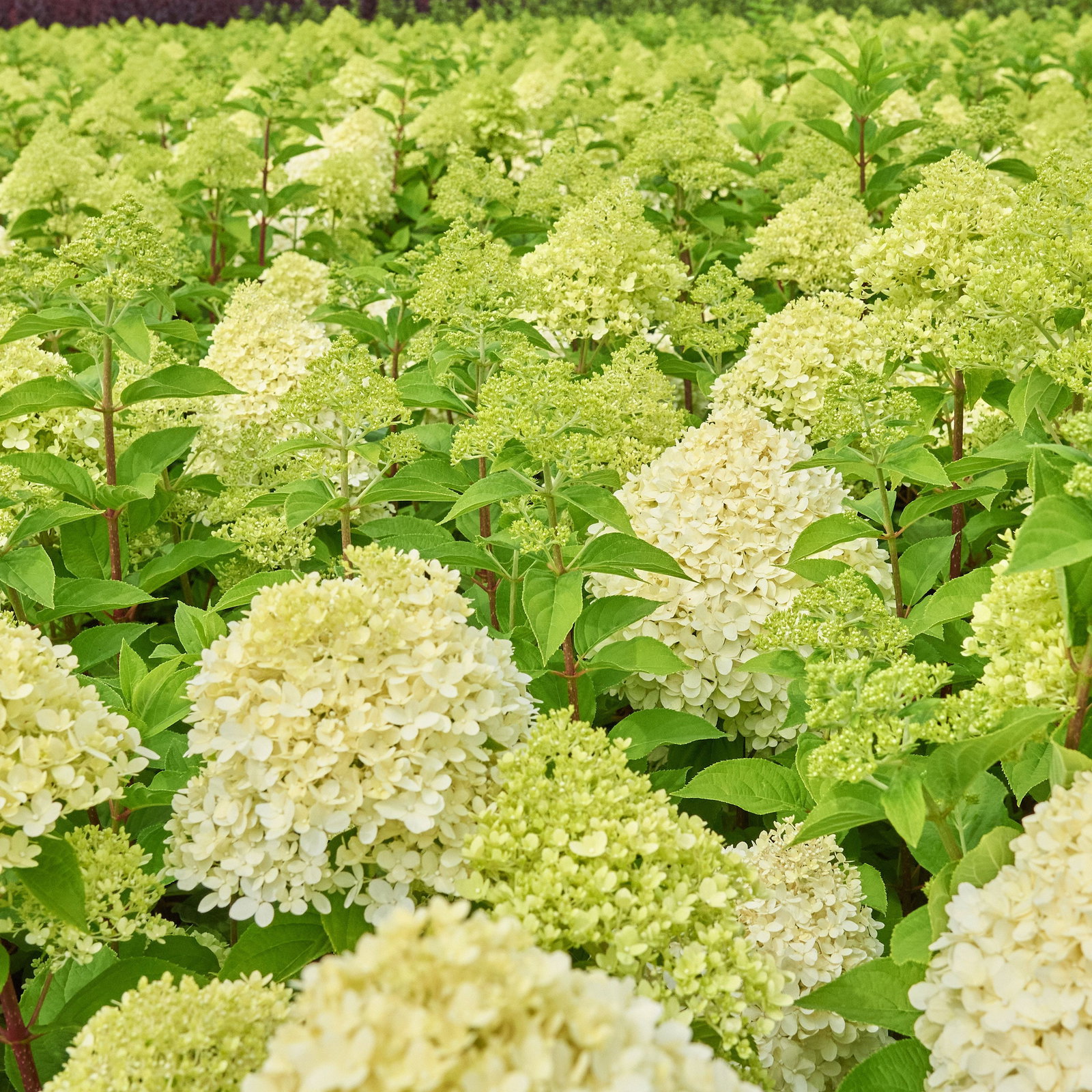 Rispenhortensie Limelight - Hydrangea paniculata Limelight günstig kaufen