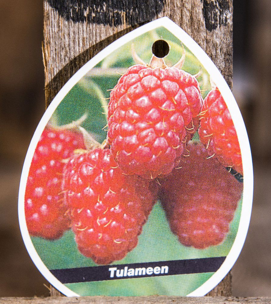 Himbeere Tulameen - Rubus idaeus Tulameen günstig kaufen