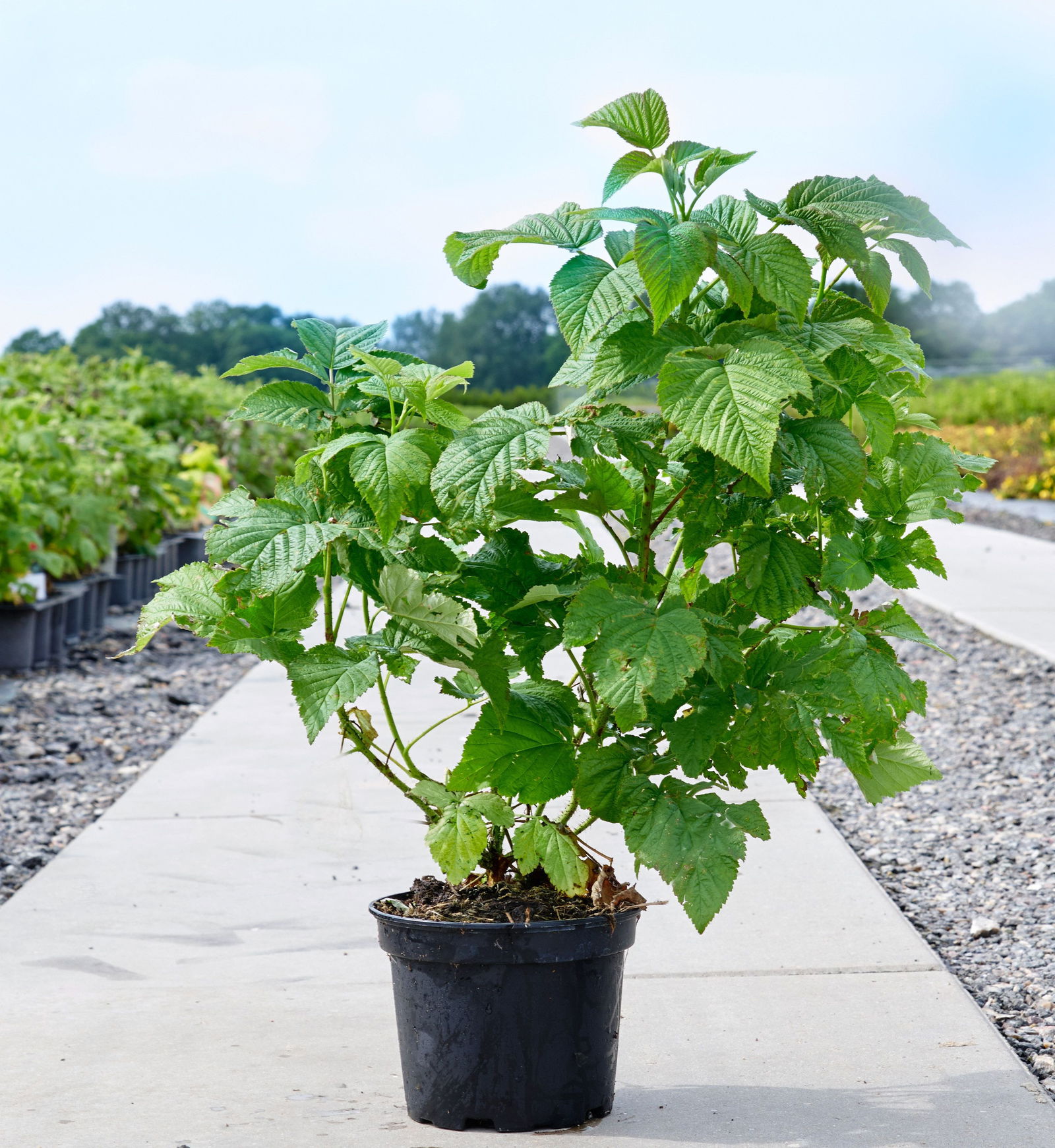 Himbeere Tulameen - Rubus idaeus Tulameen günstig kaufen