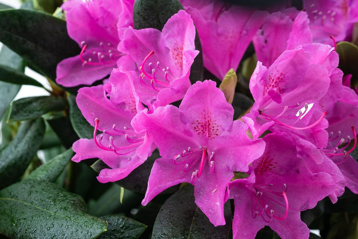 Rhododendron Roseum Pink - Rhododendron Hybride Roseum Pink günstig kaufen