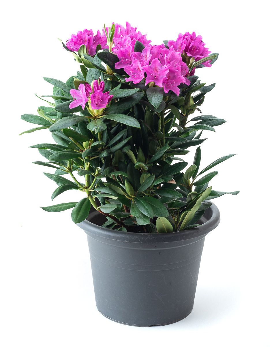 Rhododendron Roseum Pink - Rhododendron Hybride Roseum Pink günstig kaufen