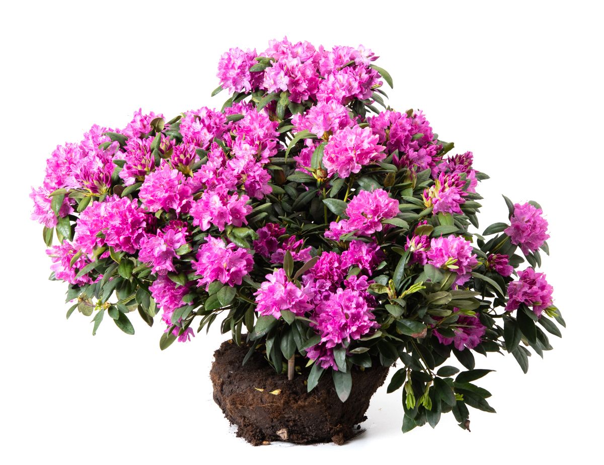 Rhododendron Roseum Pink - Rhododendron Hybride Roseum Pink günstig ...