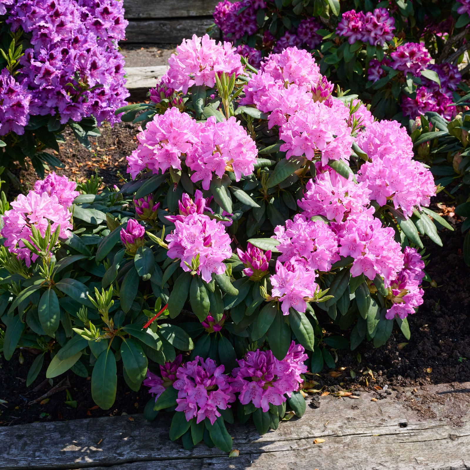 Rhododendron Roseum Pink - Rhododendron Hybride Roseum Pink günstig kaufen
