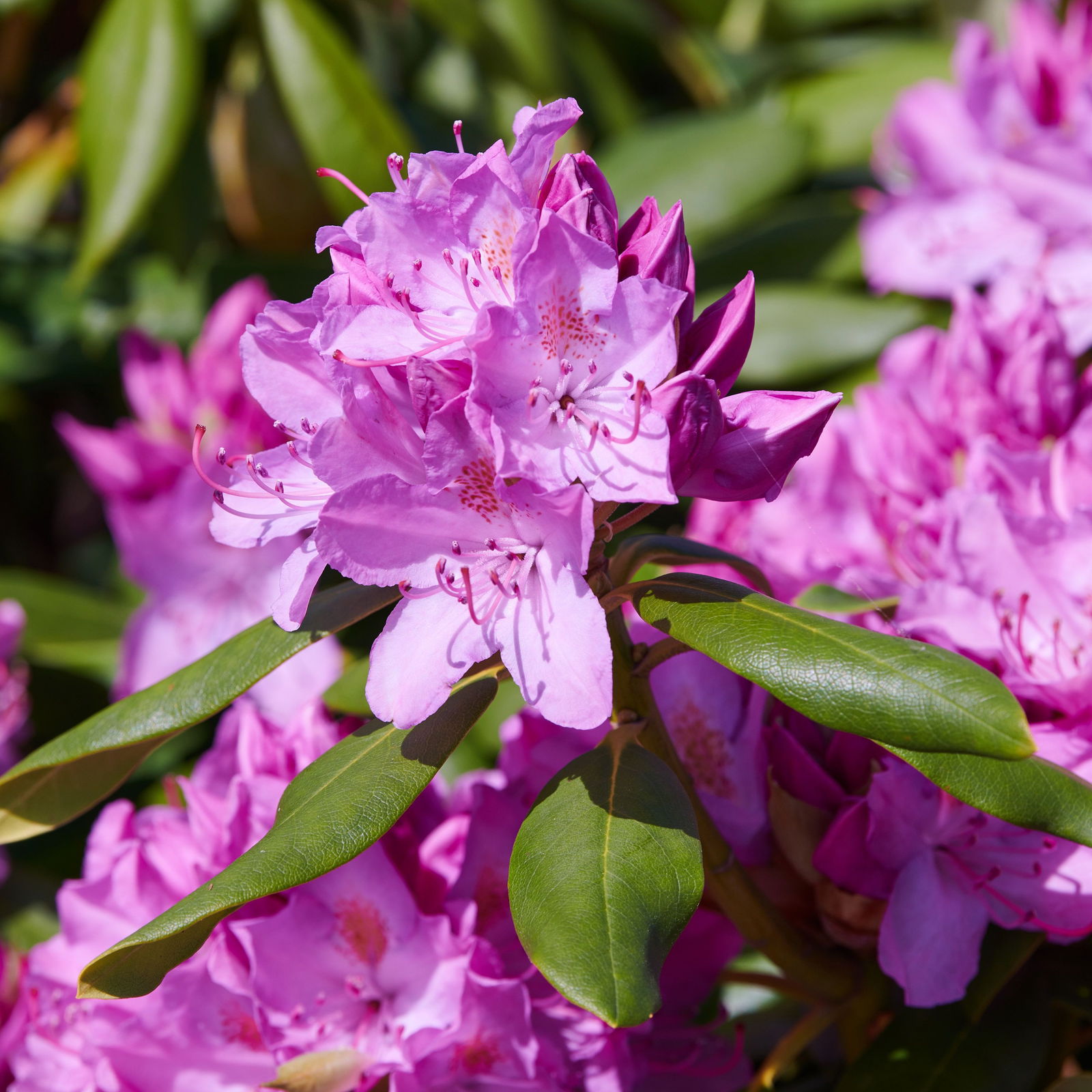 Rhododendron Roseum Pink - Rhododendron Hybride Roseum Pink günstig kaufen