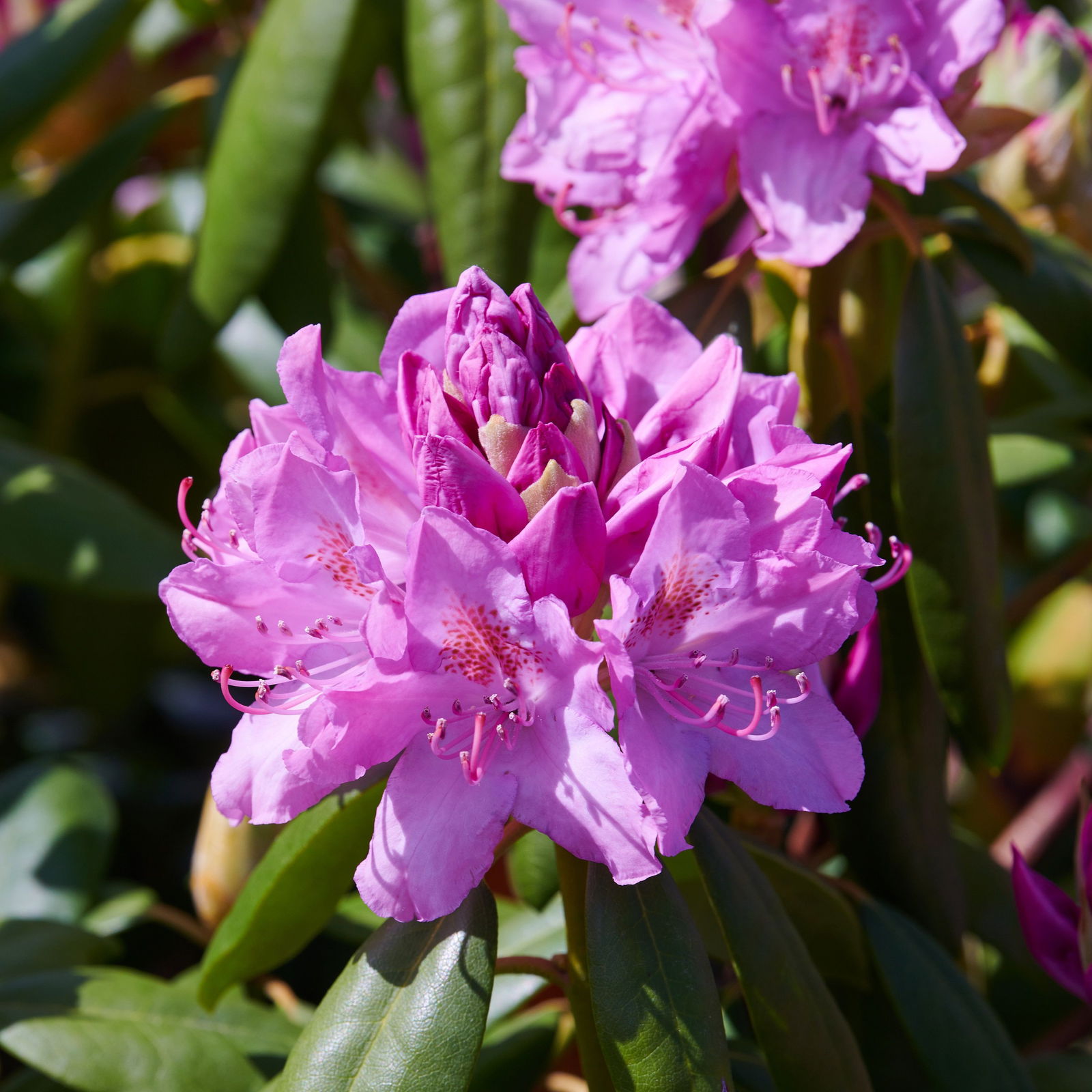 Rhododendron Roseum Pink - Rhododendron Hybride Roseum Pink günstig kaufen